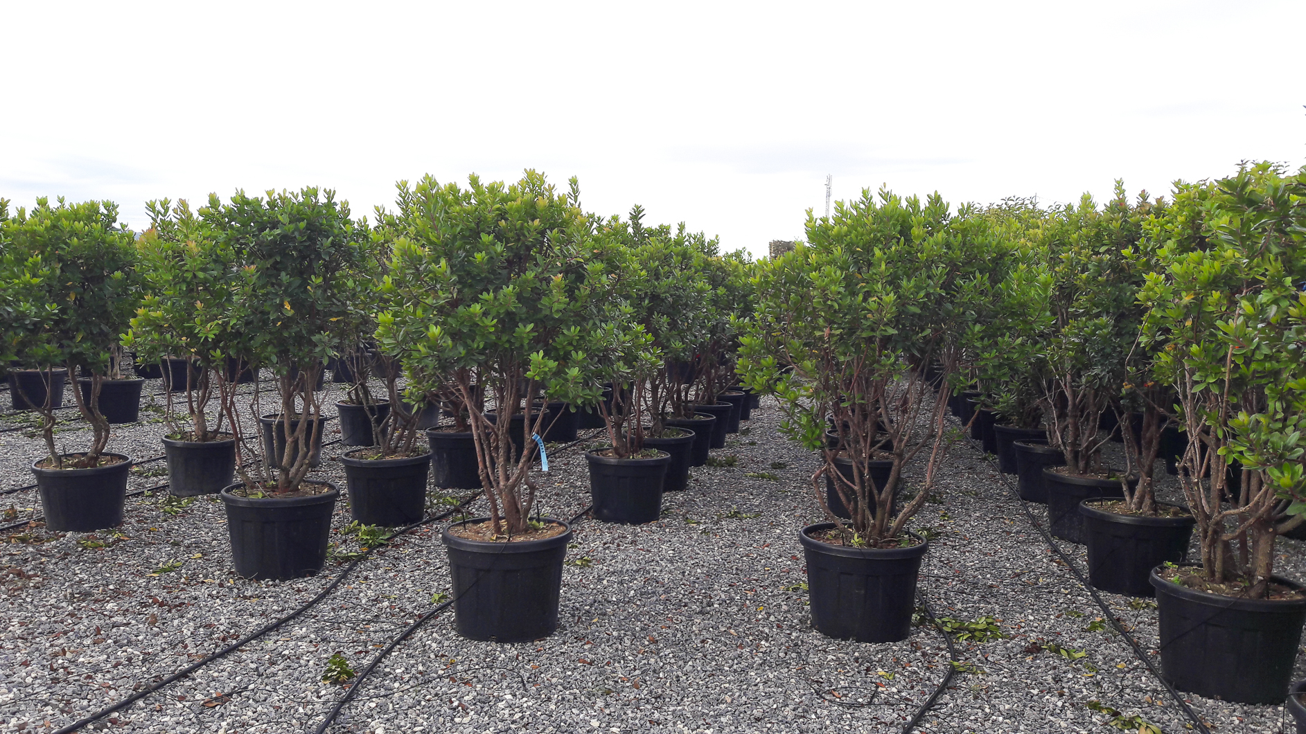 Végétaux et décoration | Jardins de l'Orangerie