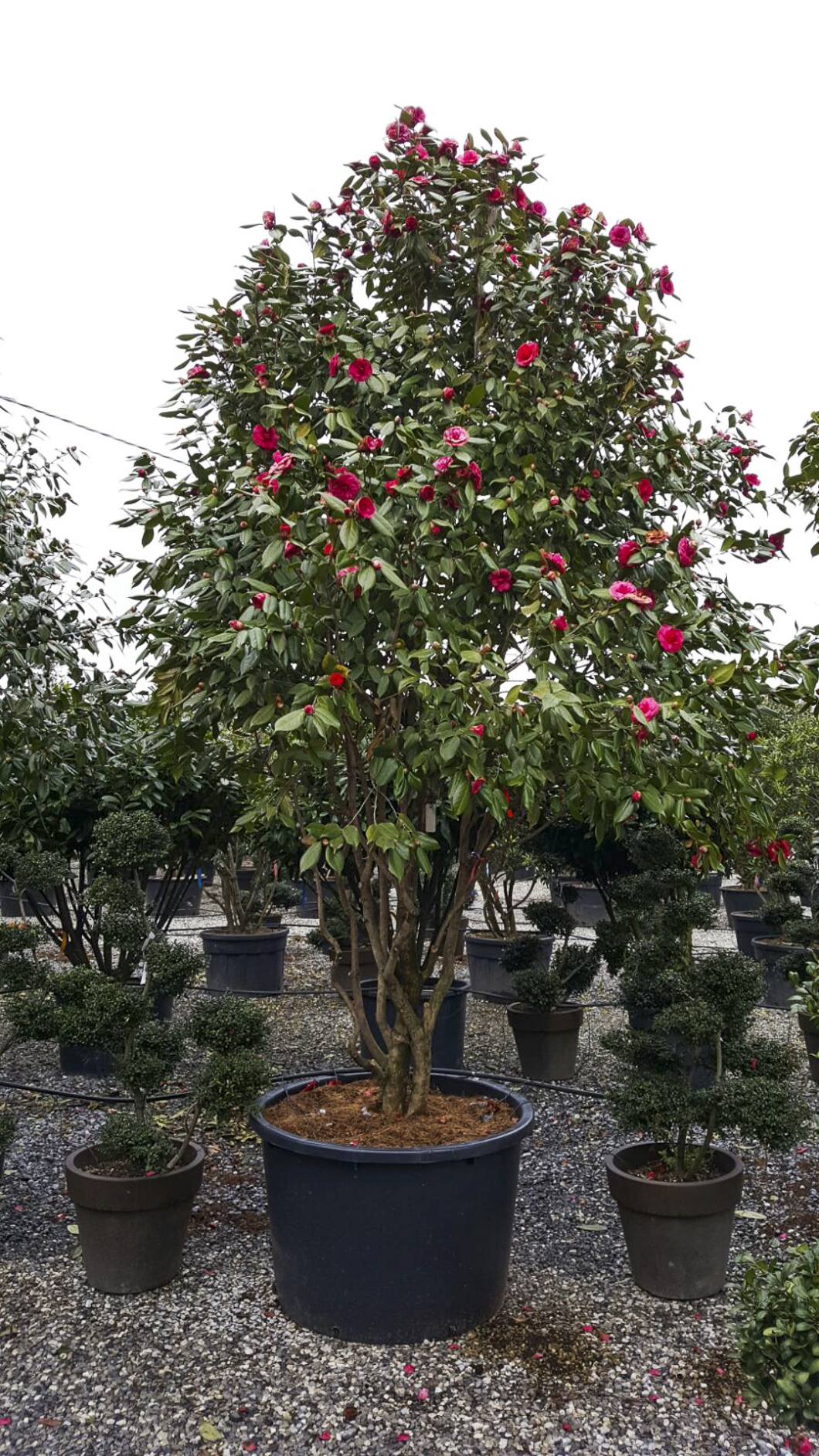 Végétaux et décoration | Jardins de l'Orangerie